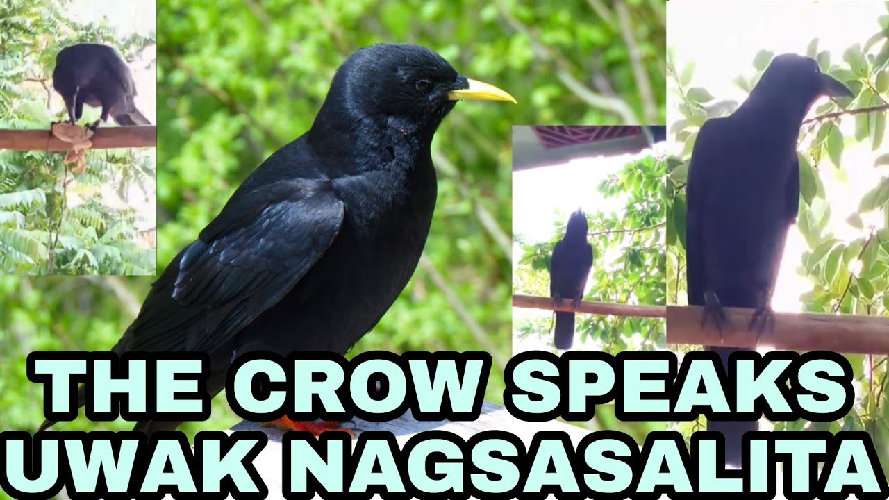 CROW THAT SPEAK / UWAK NA NAGSASALITA 😜 || MECHELLE VLOG - YouTube