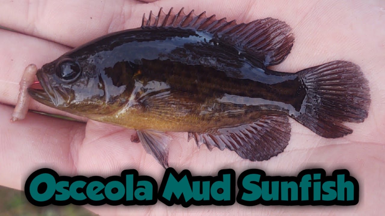 Catching Mud Sunfish in Osceola National Forest - YouTube