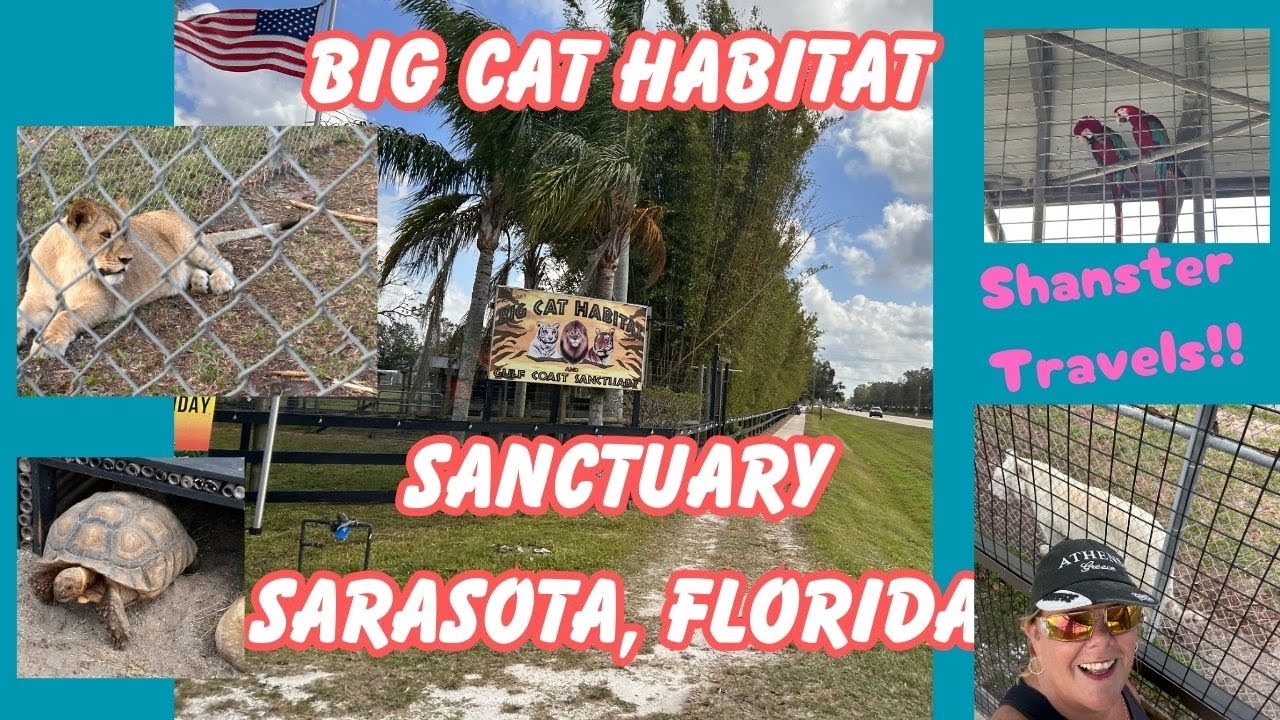 Check out the Amazing Big Cat Habitat in Sarasota Fl!!! - YouTube