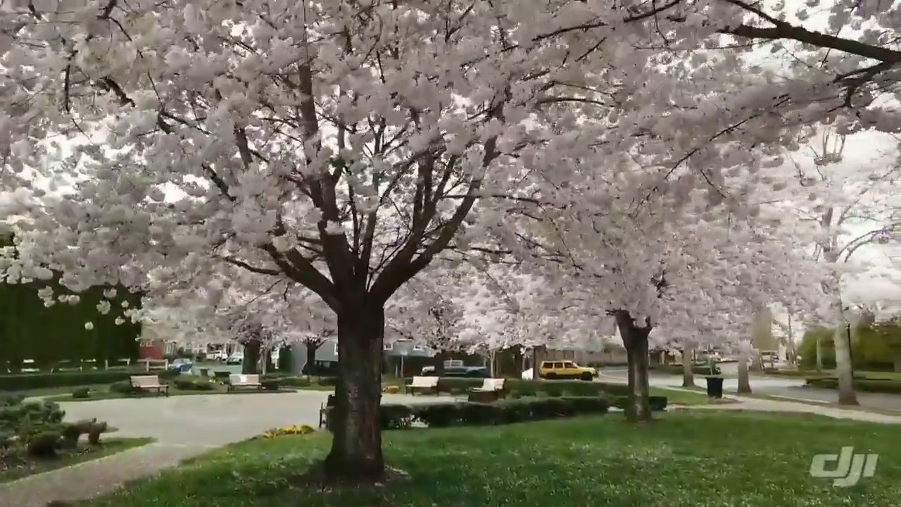 Arbor Roses Housing Development, Hillsboro Oregon - YouTube