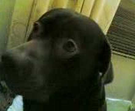 chocolate labrador waking me up - YouTube