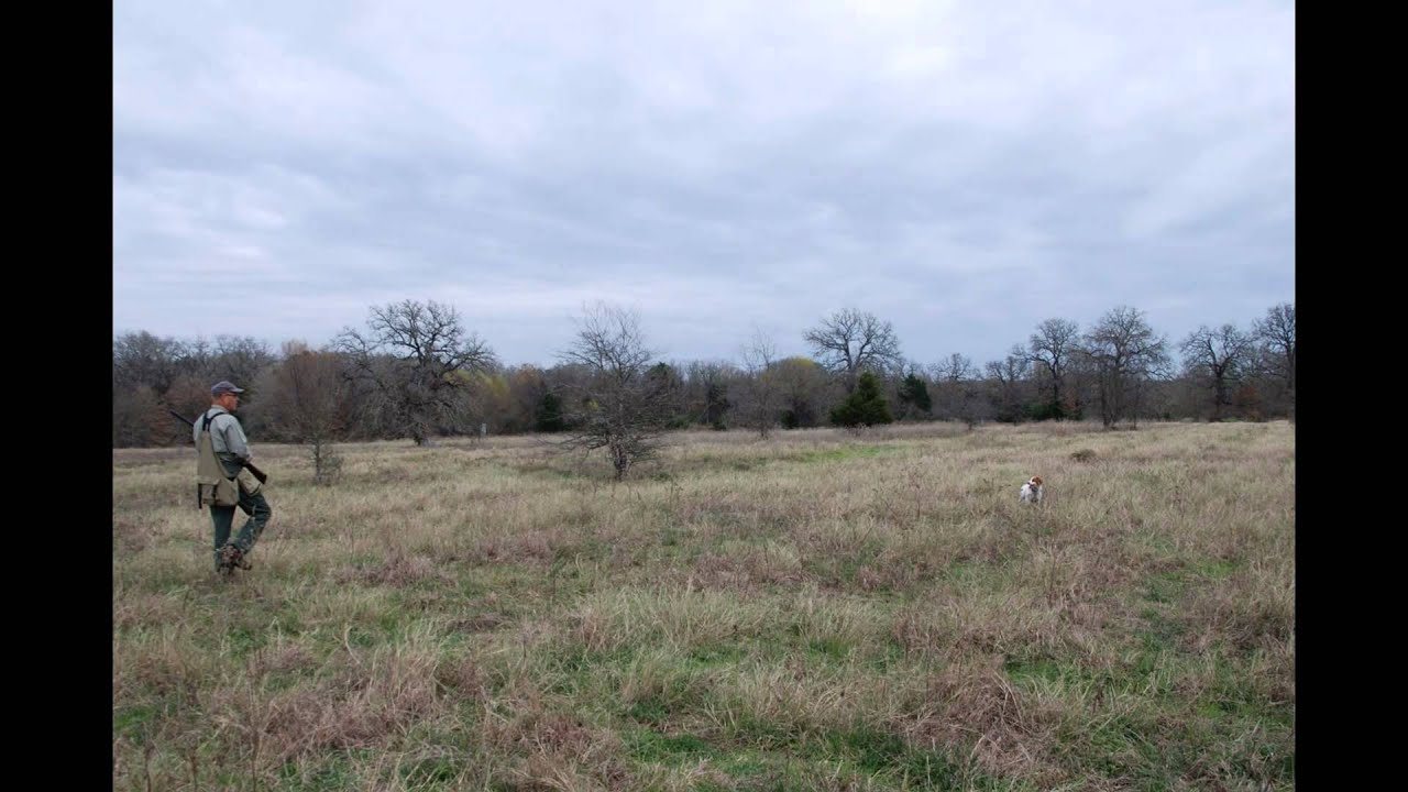 Quail Hunt in Central Texas Slide Show - YouTube