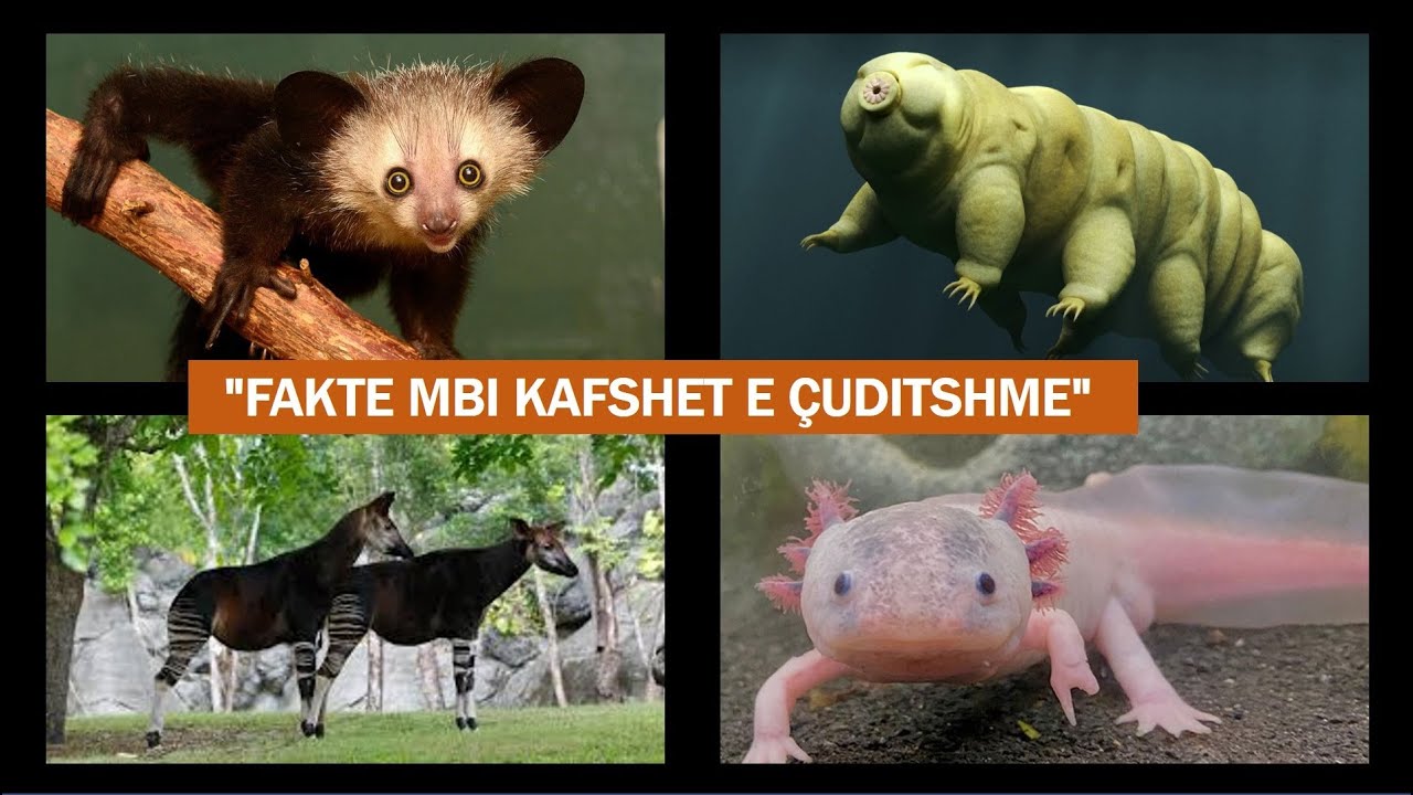 "Fakte mbi Kafshet e Çuditshme"... - YouTube