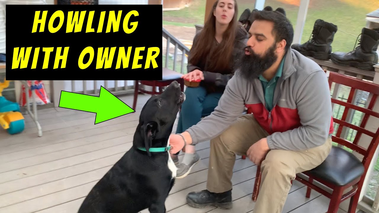 Dog Howling with Owner - YouTube