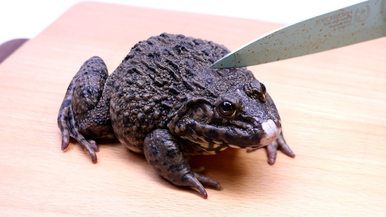 Braised Frog - Stop Motion Cooking 음식을 만드는 방법 MUKBANG / 스톱모션 요리 ...