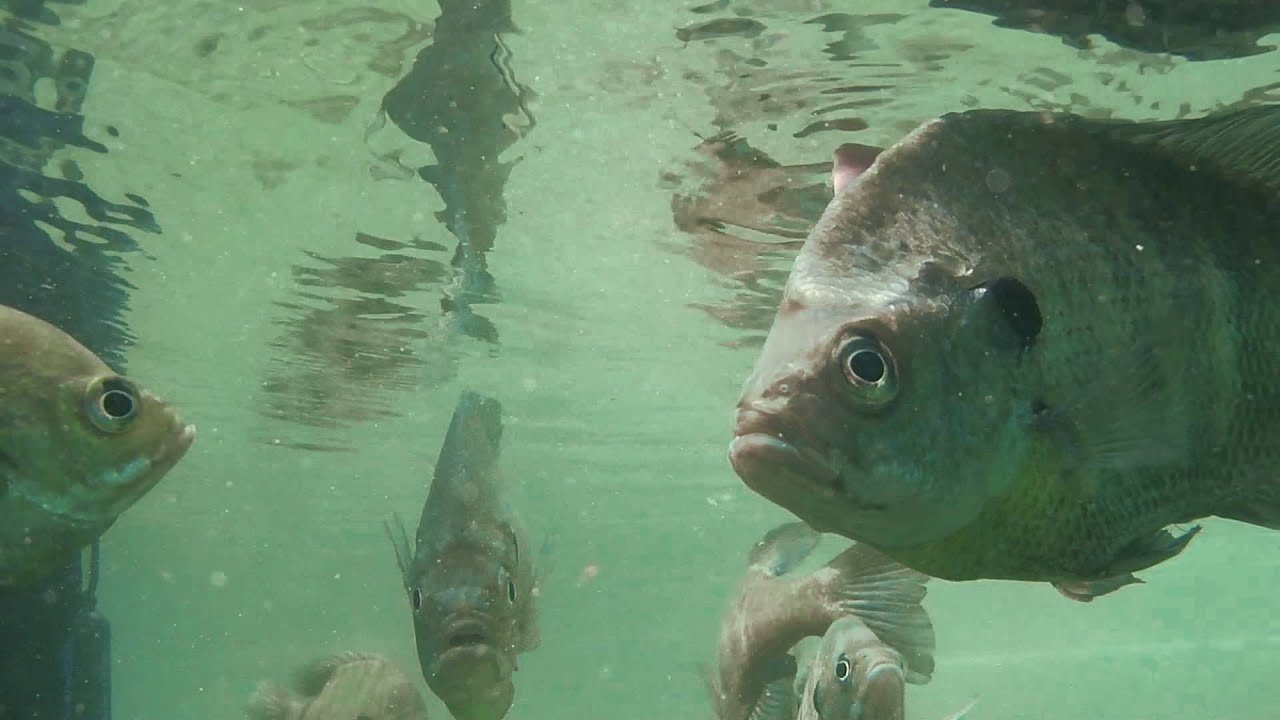 Fish Attack - Bream Feeding Frenzy - YouTube
