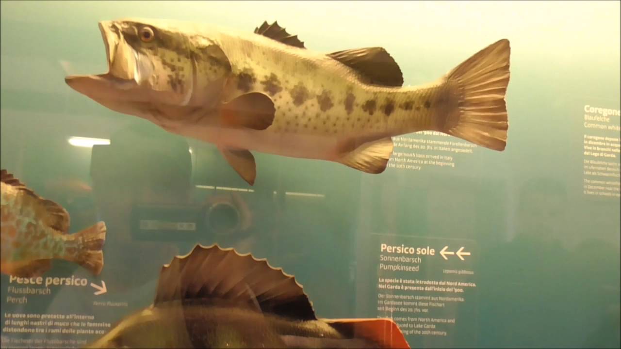 Fish you might catch in Lake Garda, Malcesine Natural History ...