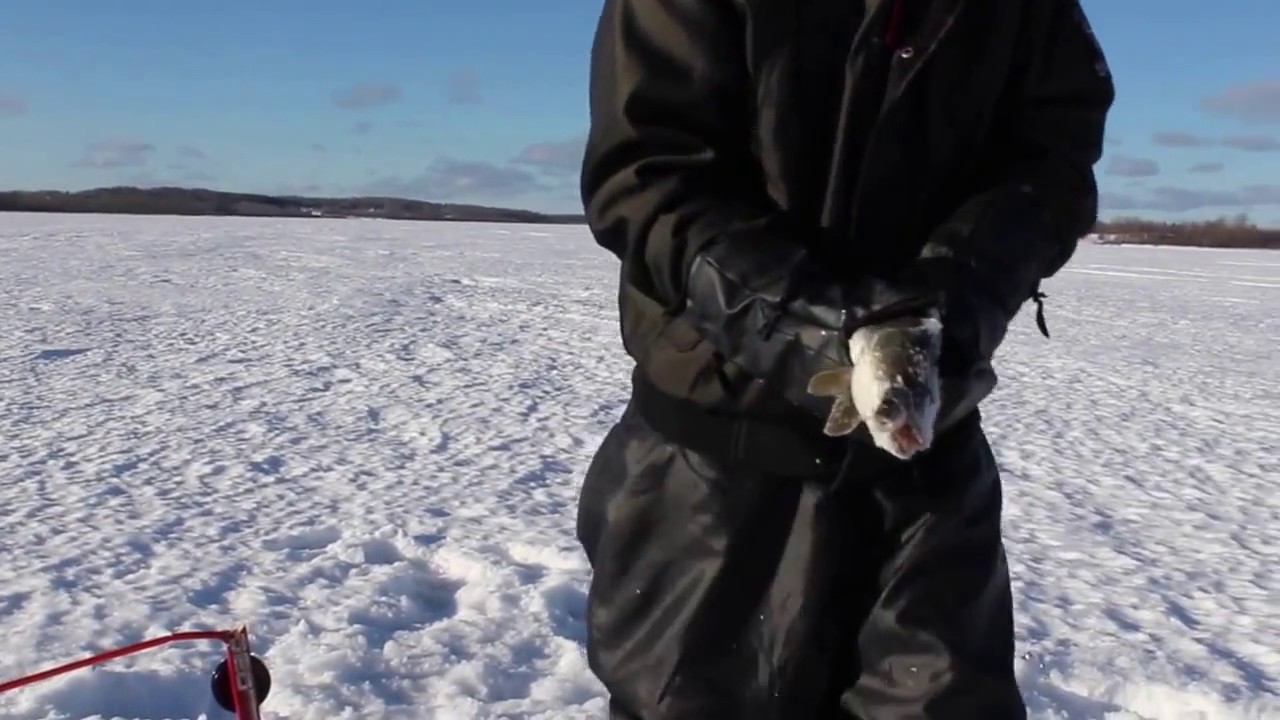 huge pike eats perch - YouTube