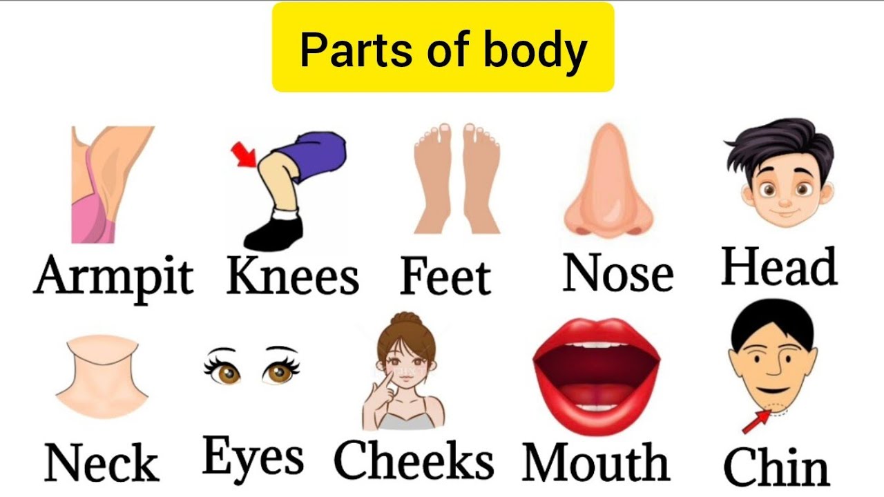 40+ parts of body|| Basic parts of body||Learning and practice english ...