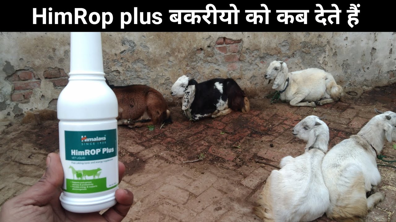 how to use HimRop plus goat || HimRop plus use goat || # use HimRop ...