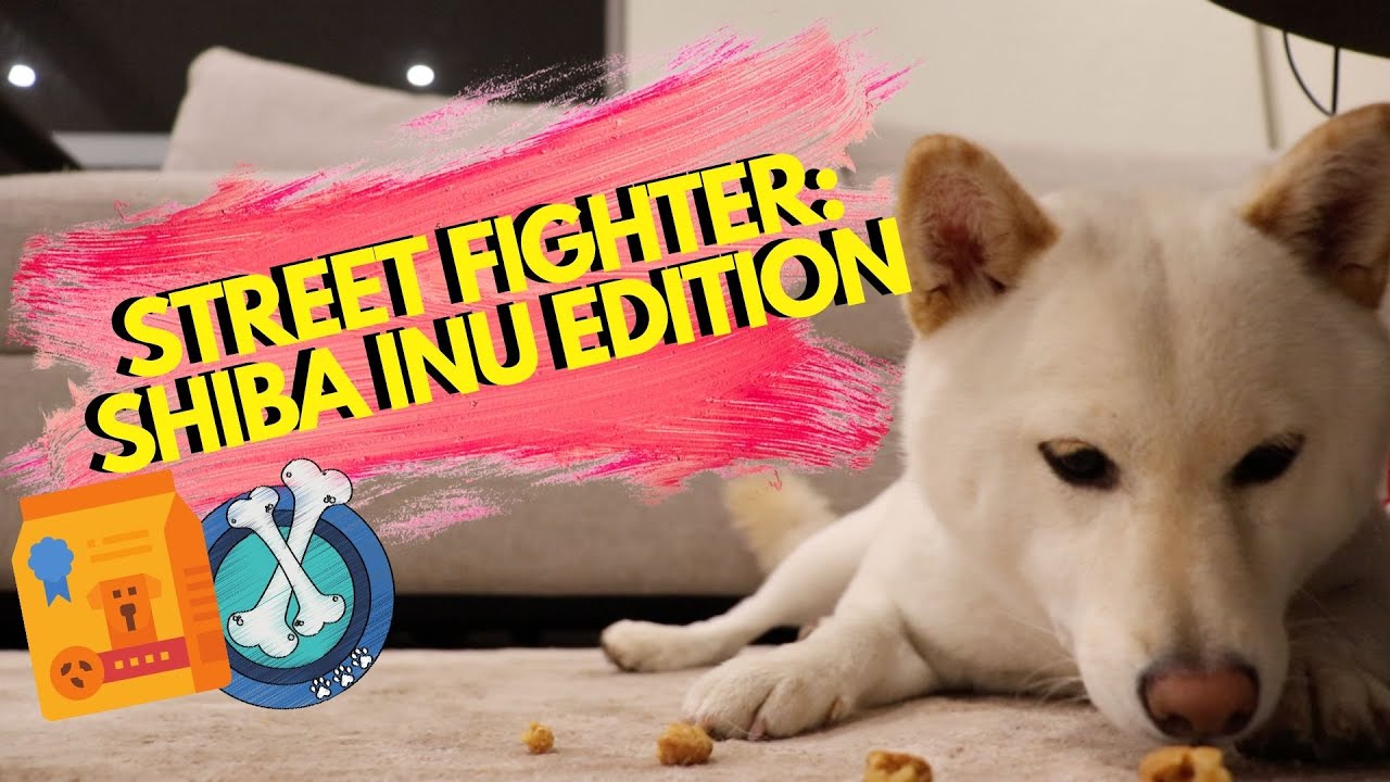 Street Fighter: Shiba Inu Dog versus Treats - YouTube