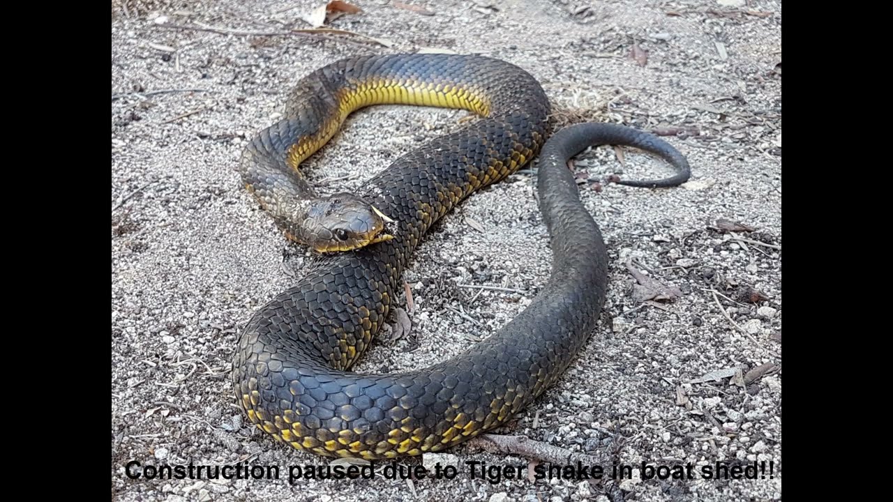 Tiger Snake in the Boatshed!! Tiki Wayfinder Episode 8 - YouTube
