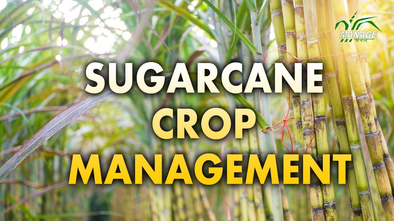 Sugarcane Management (tamil) - YouTube
