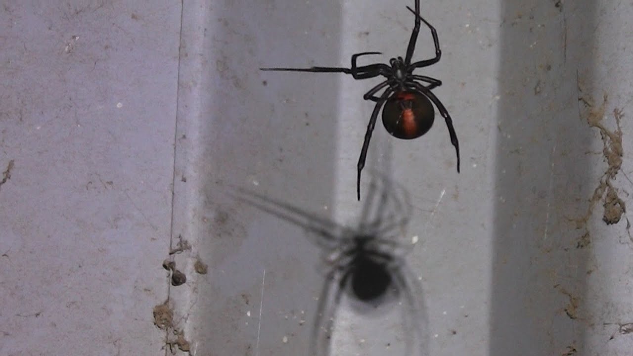 Redback in Cold July /╲/\( _ )/\╱\ - YouTube