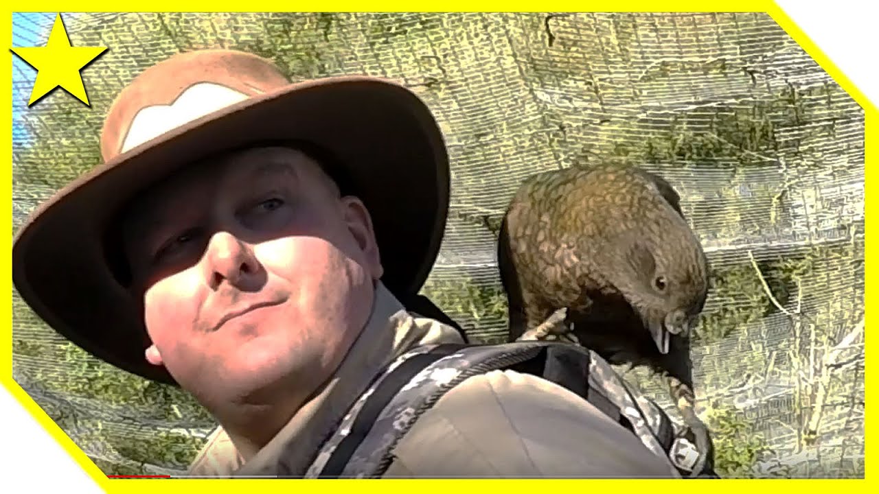 Bruce the Kea - the disabled Kea with the broken beak - YouTube