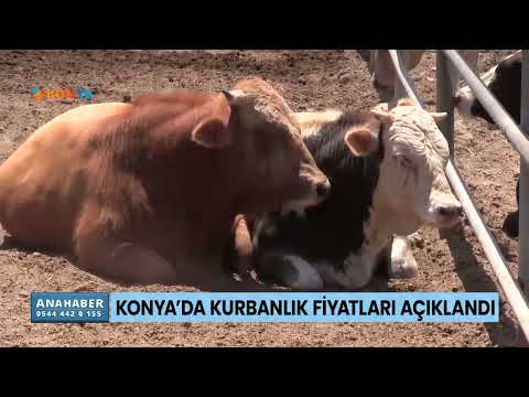 ​Konya’da kurbanlık fiyatları açıklandı