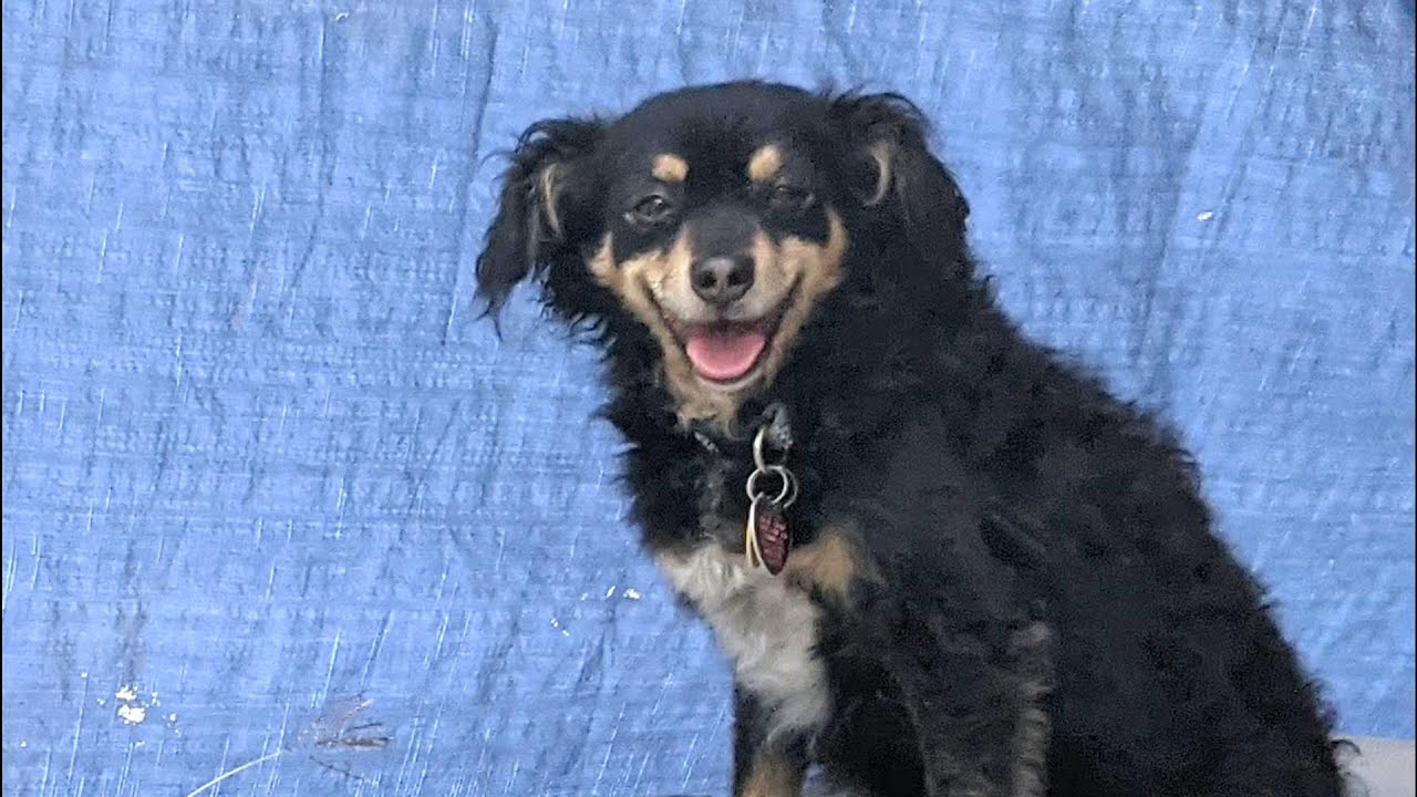 RIP Sweet Little Bandit Boy ️🐾 ️🐾 - YouTube