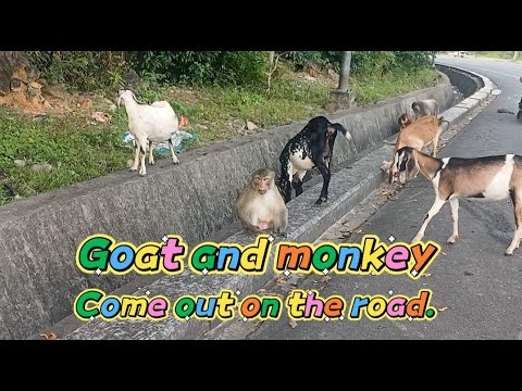 Friendship or Rivalry? The Epic Life of Monkeys and Goats" - YouTube