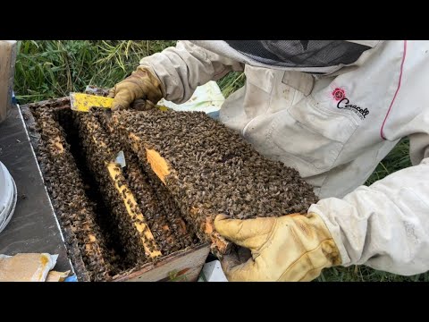 Annual Aug 25th Brood Nest Deep Dive, I Still Recognize This Nest ...