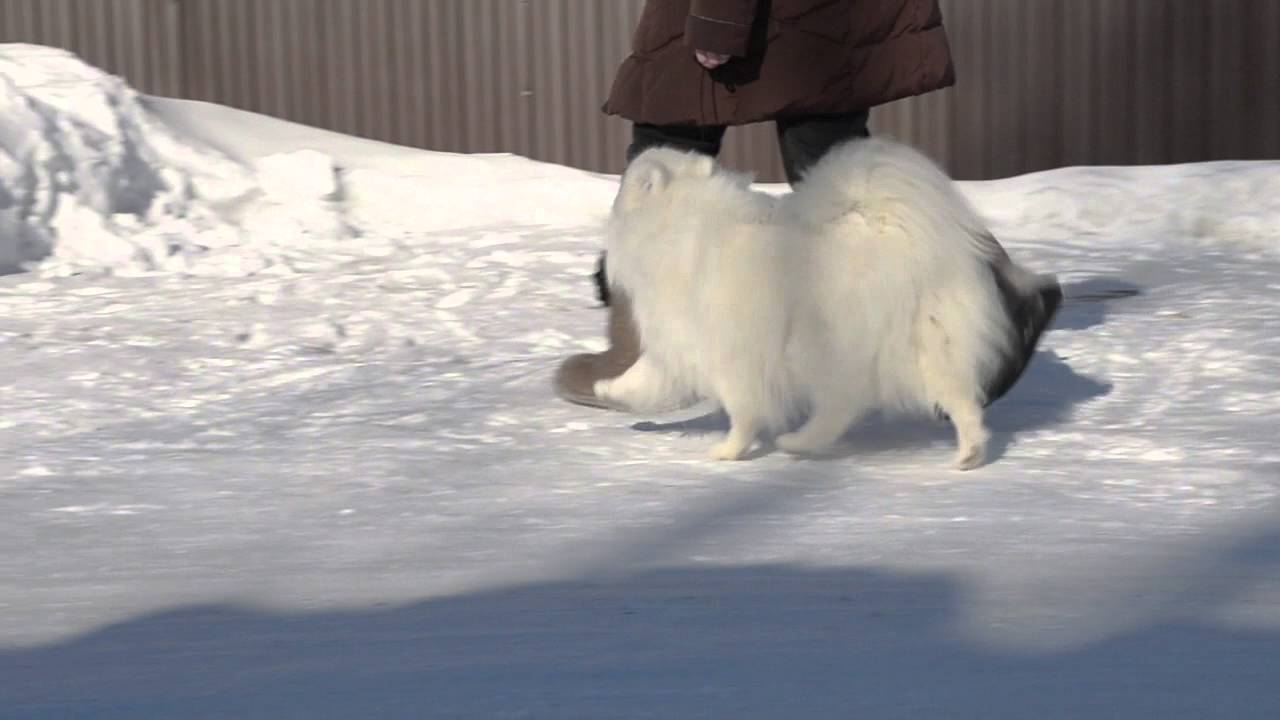Japanese Spitz - Train Your Dog for a Dog Show - YouTube