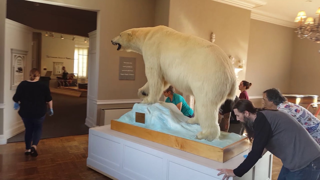 Behind the Scenes at the Pink Palace Museum - YouTube