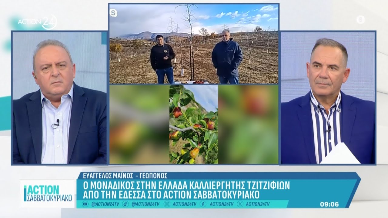 O μοναδικός καλλιεργητής τζιτζιφιών στην Ελλάδα, μας λύνει όλες τις ...