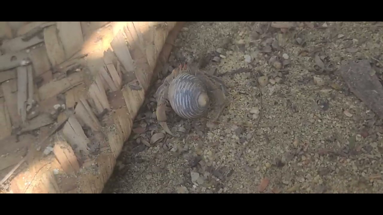 Crawling Critter - YouTube
