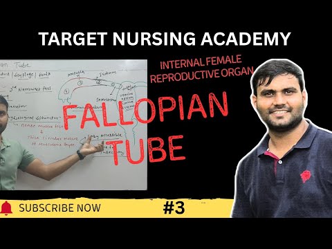 FALLOPIAN TUBE//OVIDUCT//#SALPINGE female reproductive system ...