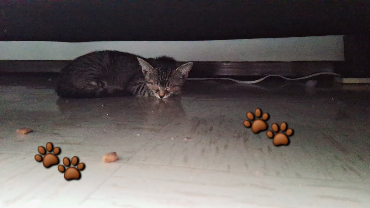 Kitty Morning Routine - YouTube