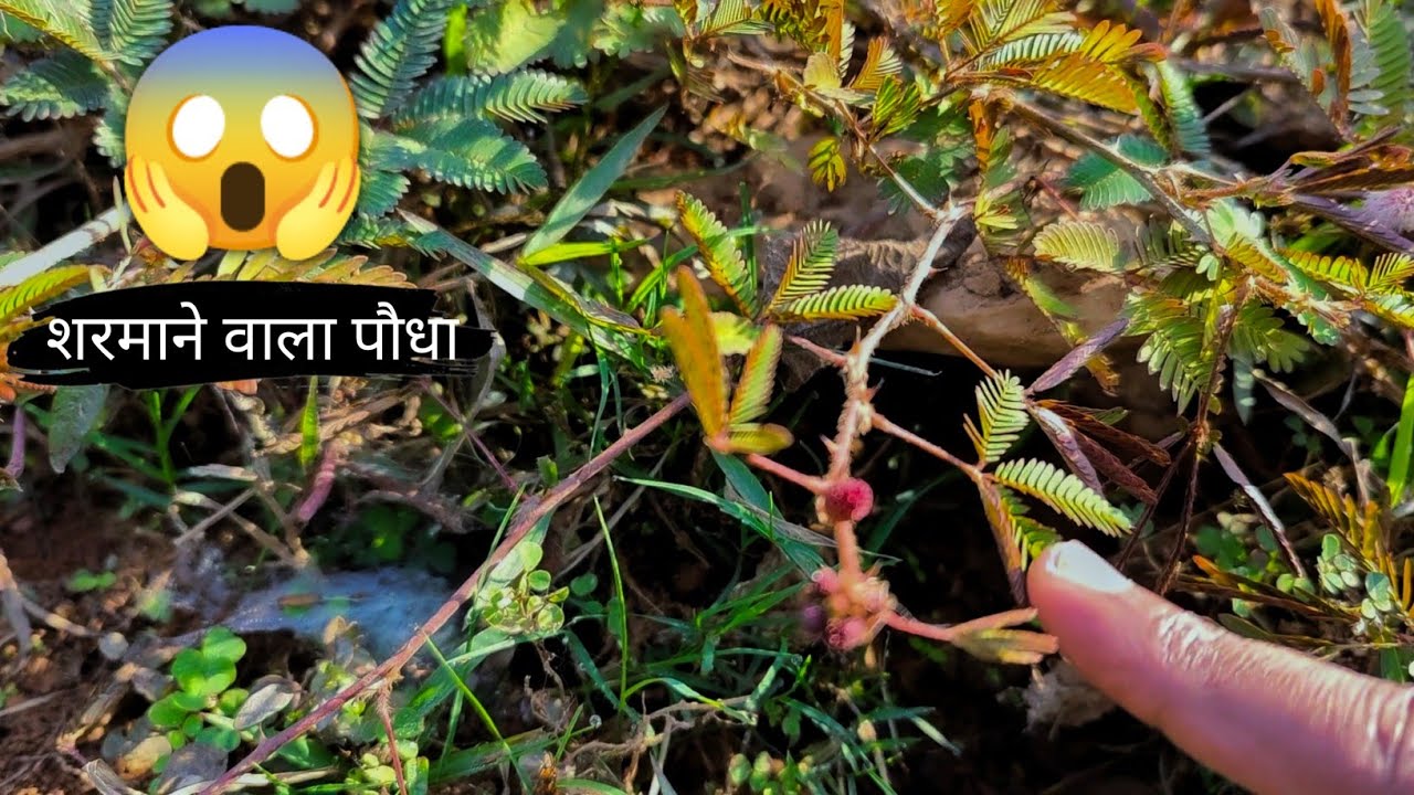 छुई मुई का पौधा | लाजवंती पौधा | Touch Me Not Plant Care | पहली बार ...