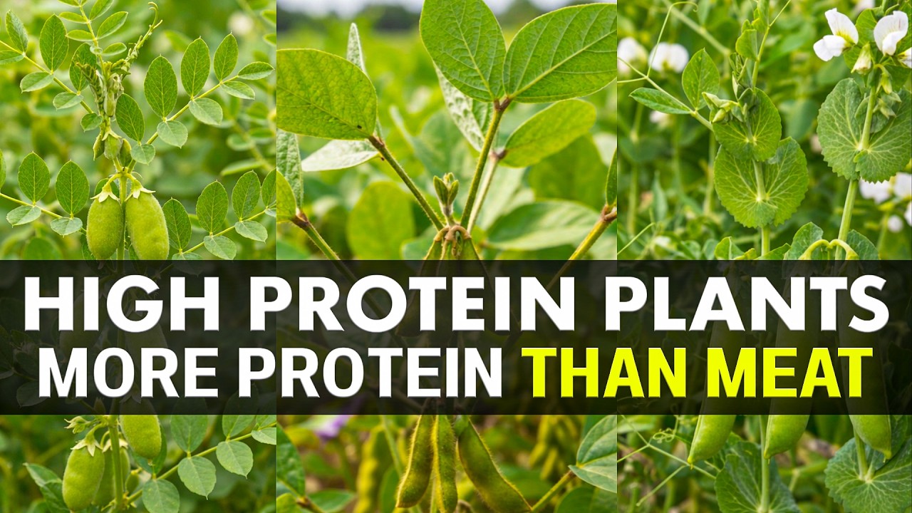 20 Plant Superfoods That Have More Protein Than Meat - YouTube