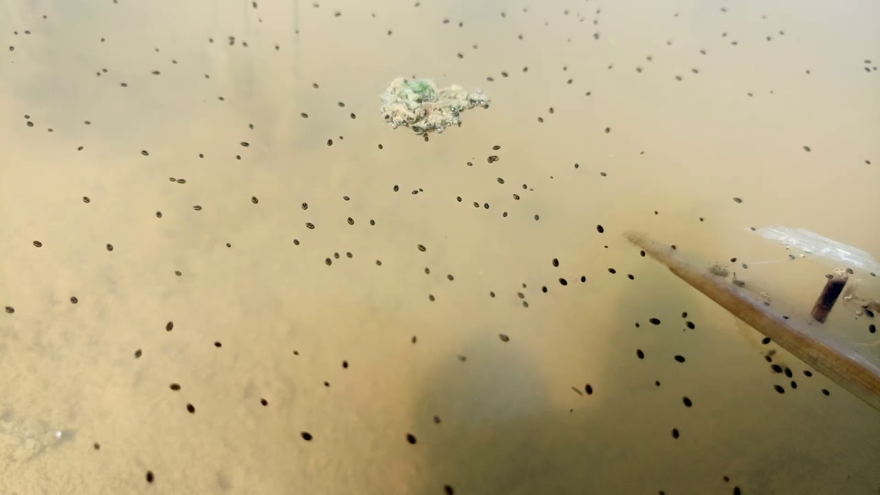 Little water creatures - YouTube