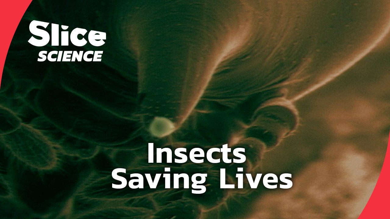 How Insects Are Revolutionizing Medicine | SLICE SCIENCE | FULL DOC ...