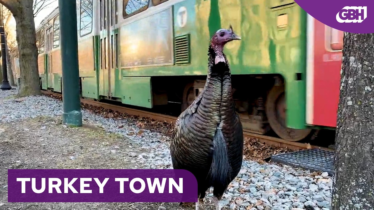 The Shocking Rise of the Massachusetts Wild Turkey (full documentary ...