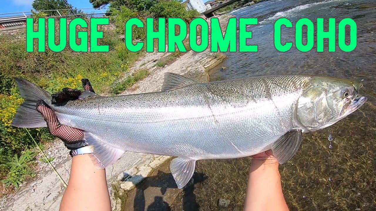 Ontario Salmon/Steelhead: Giant Chrome Coho - YouTube