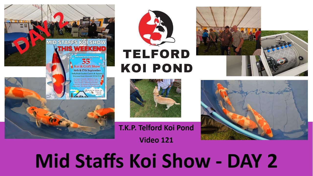 T.K.P. Telford Koi Pond - Video 121 – Mid Staffs Koi Show at the ...