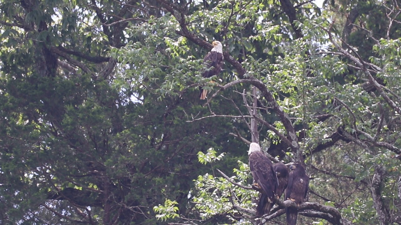 Missouri Bald Eagle family - YouTube
