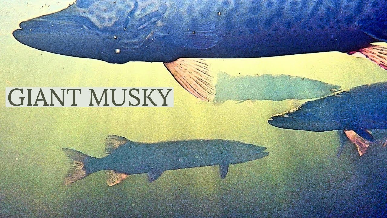 Swimming with GIANT MUSKY - YouTube