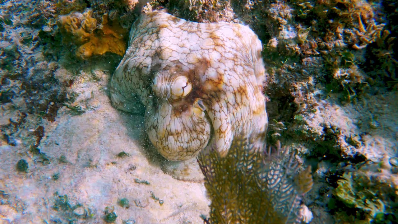 Octopus on the beach. - YouTube