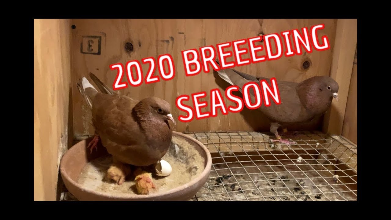 2020 BREEDING BIRMINGHAM ROLLERS - YouTube