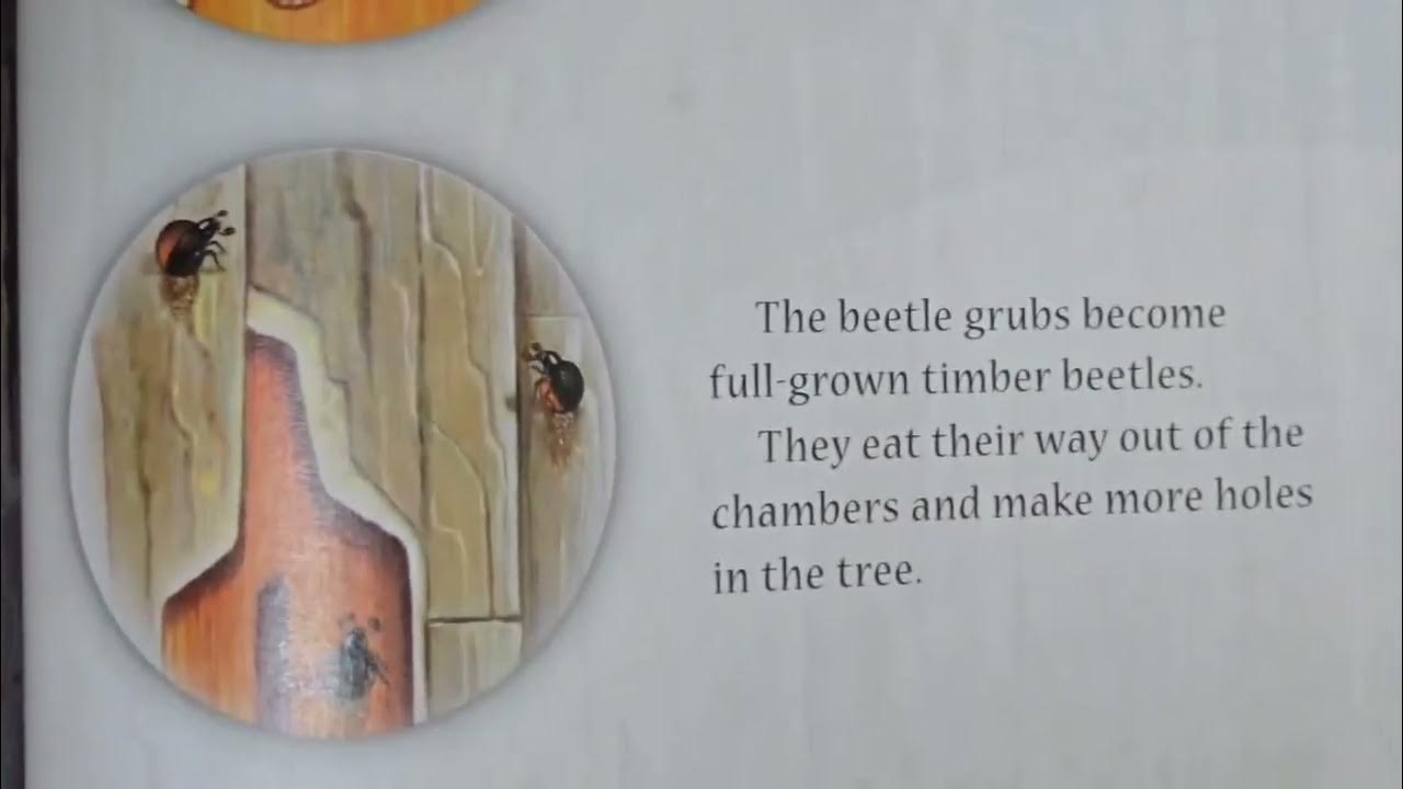 One small place in a Tree 1st half - YouTube