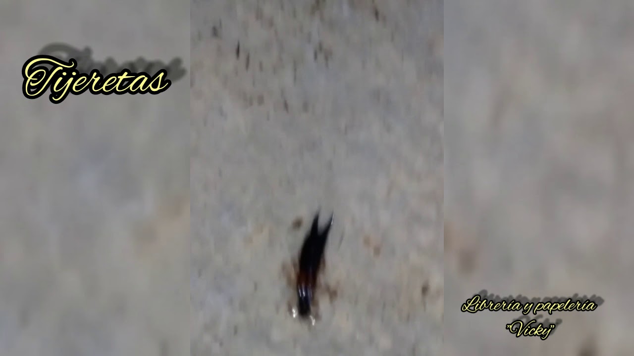 Tijeretas ( insectos ).. - YouTube