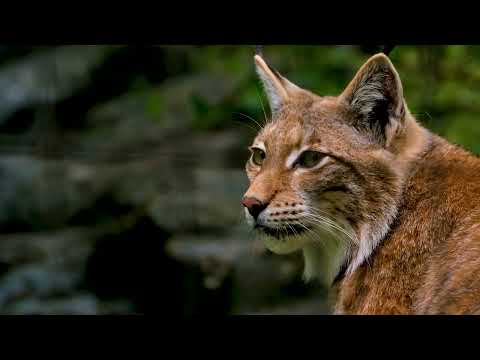 SAVE HAWN! - A Warning from the Heartland