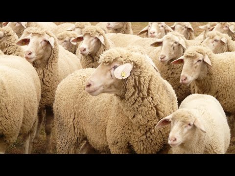 Qapalı Qoyunçuluq Sərf Edirmi? 100 Qoyunla 2026 Real Biznes Plani!