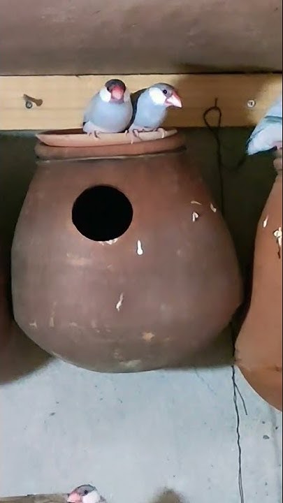 Silver Java Breeders Pairing Done - YouTube