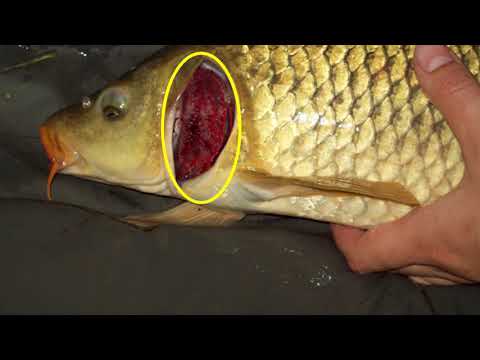 Biologiya 6-cı sinif 35. Heyvanlarda tənəffüs
