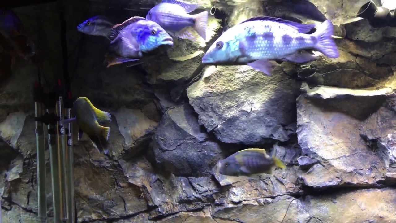 Angry African Cichlid, Nimbochromis Polystigma - YouTube