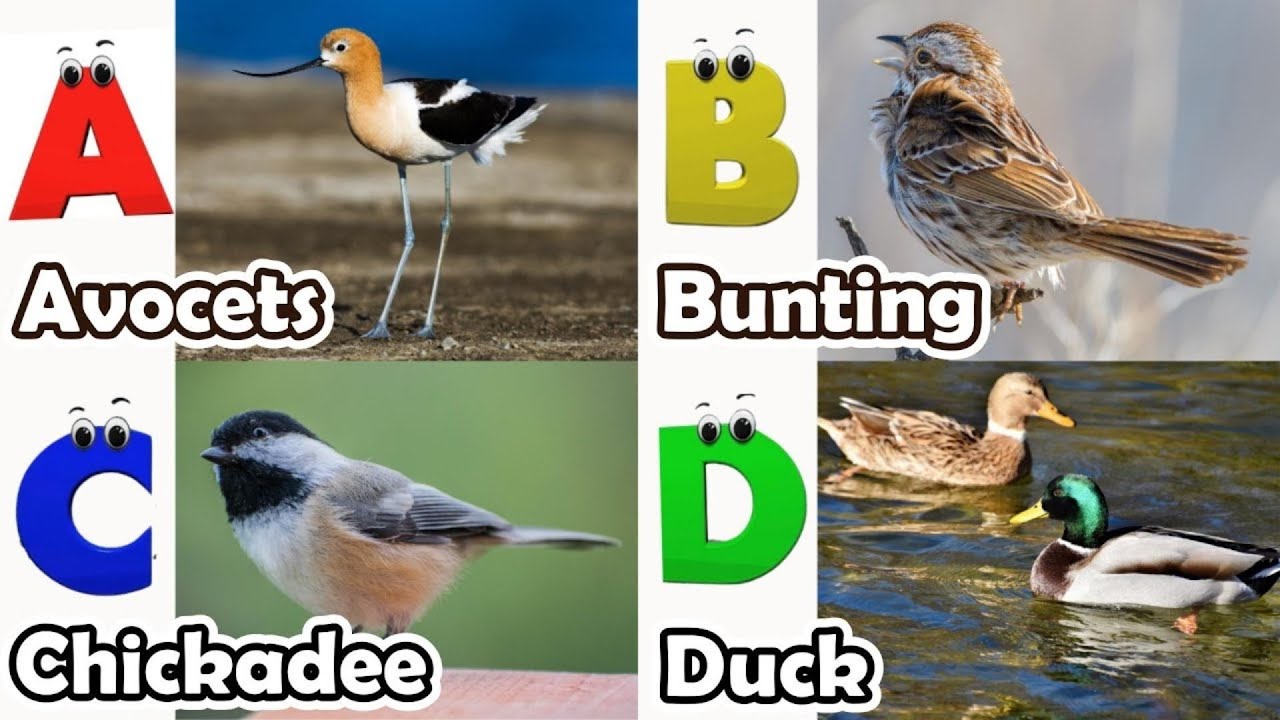 Birds Alphabet Song for Kids | Birds ABC Song | Phonics for Kids ...