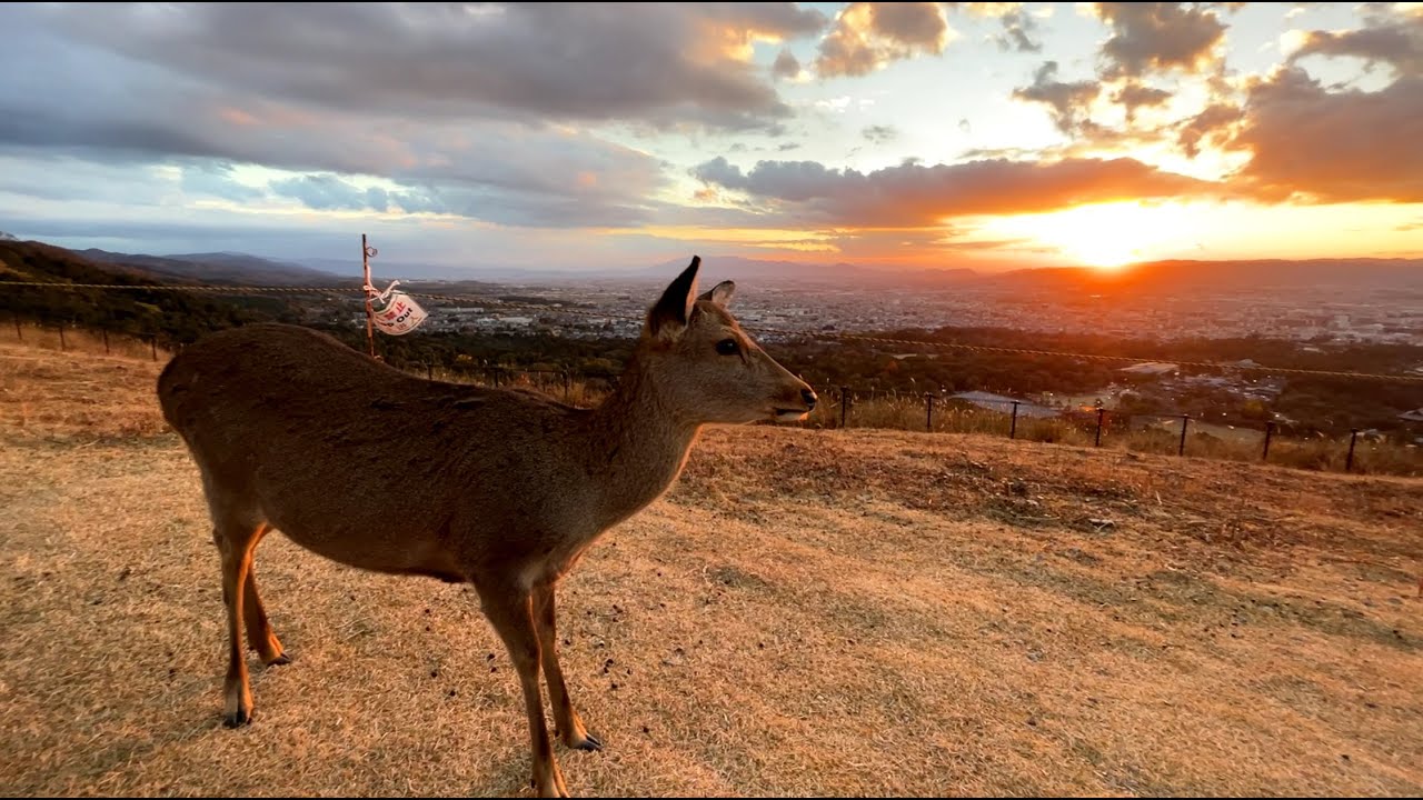 Beautiful Sunset Views over Nara | Mt. Wakakusa, Nara Park, Japan - YouTube