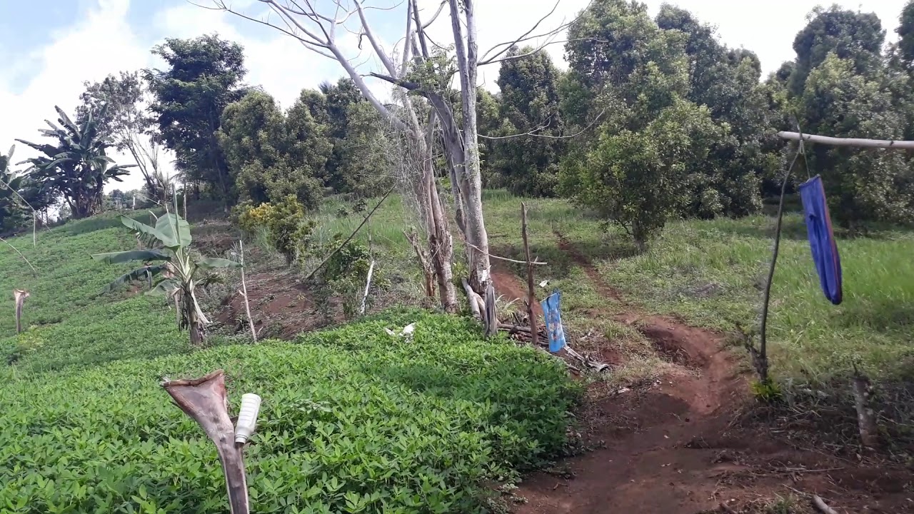 Kebun cengkeh - YouTube